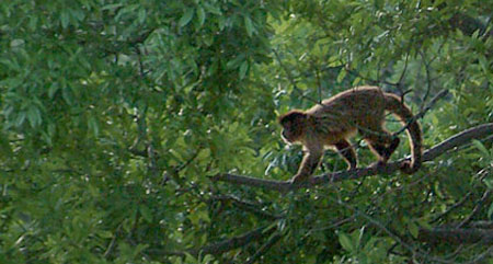 paraguay: Flora y Fauna